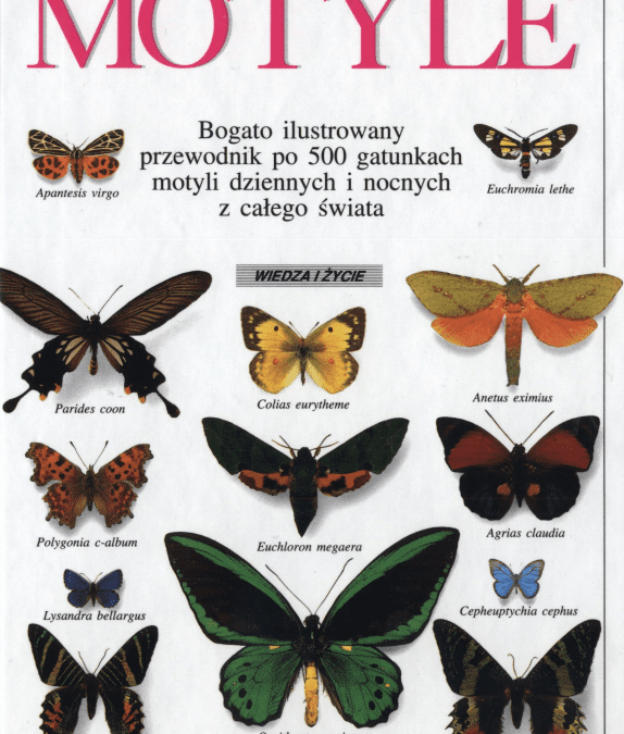 Motyle egzotyczne – nazwy, budowa, gatunki - motylarnia-rozewie.pl