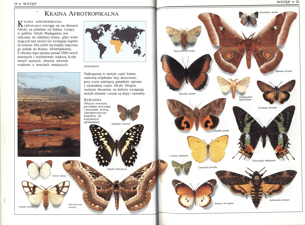Motyle egzotyczne – nazwy, budowa, gatunki - motylarnia-rozewie.pl