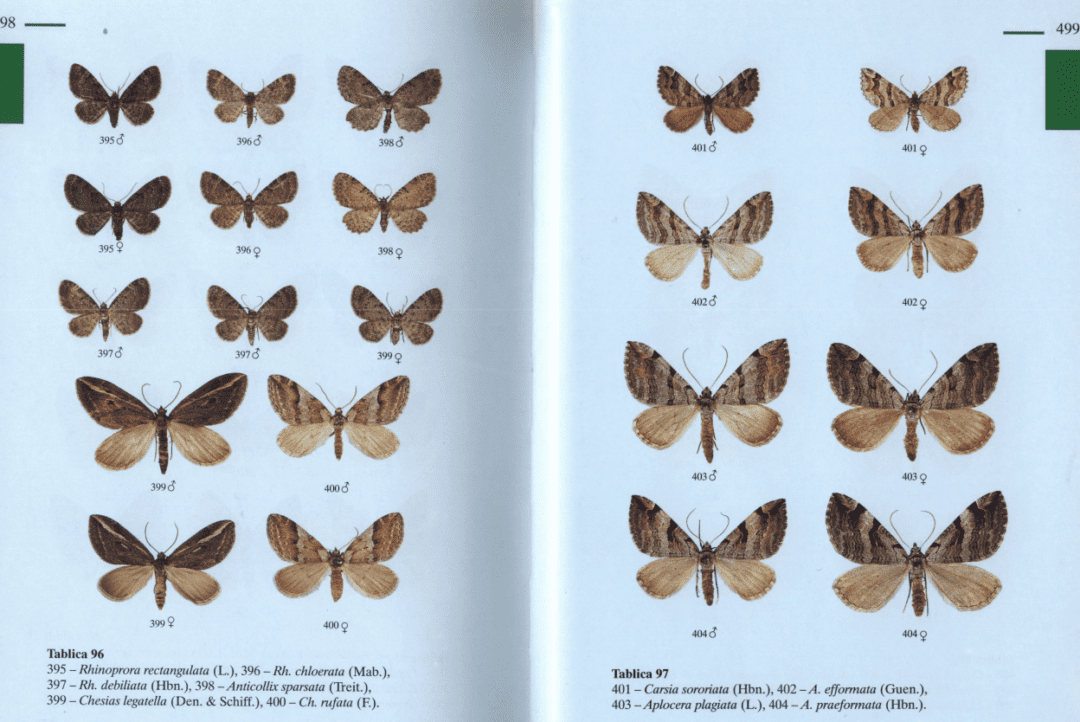 Najpiękniejsze polskie motyle – popularne gatunki - ,,Motylarnia" Rozewie