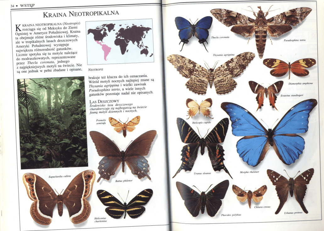 Motyle egzotyczne – nazwy, budowa, gatunki - motylarnia-rozewie.pl